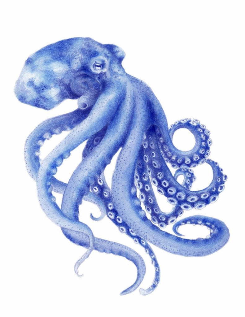 watercolour octopus