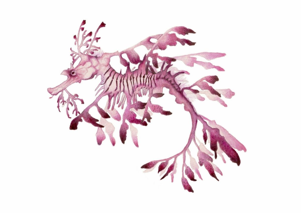 Leafy Sea Dragon Drawing